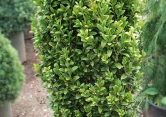 Buxus Semperviren English Box - Touch of the Tropics