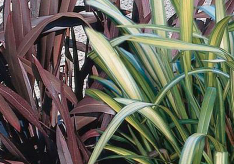 Phormium Flax – Various Varieties - Touch of the Tropics