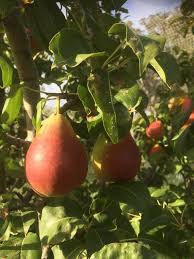 Pear Winter Cole Fruit Tree West Auckland - Touch of the Tropics